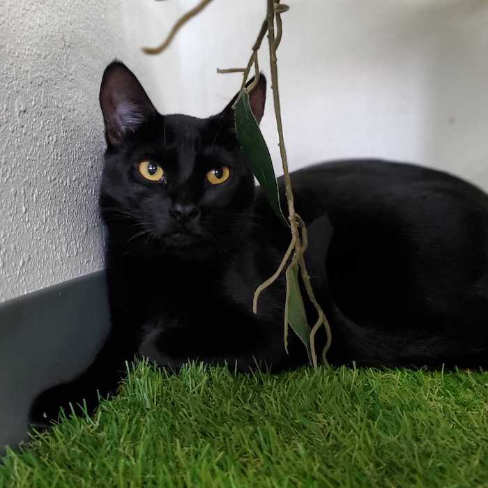 Our Adoptable Cats and Kittens – Popoki + Tea