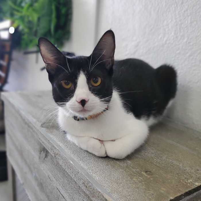 Our Adoptable Cats and Kittens – Popoki + Tea