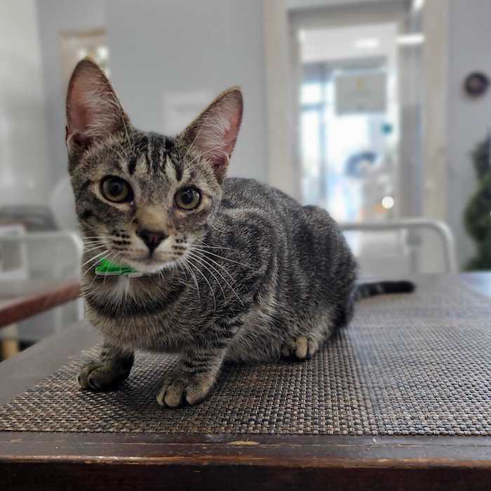 Our Adoptable Cats and Kittens – Popoki + Tea