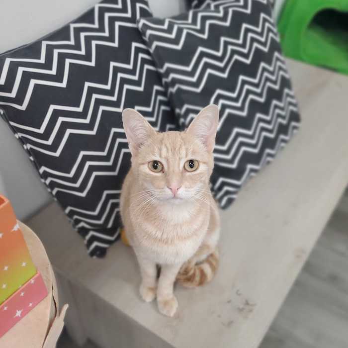 Our Adoptable Cats and Kittens – Popoki + Tea