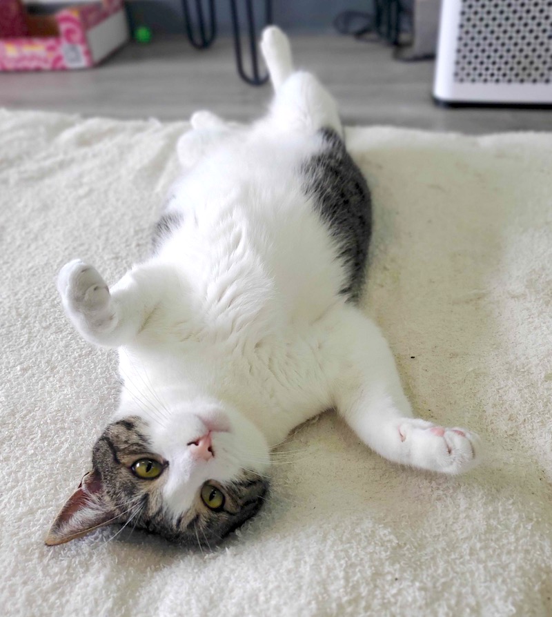 Our Adoptable Cats – Popoki + Tea