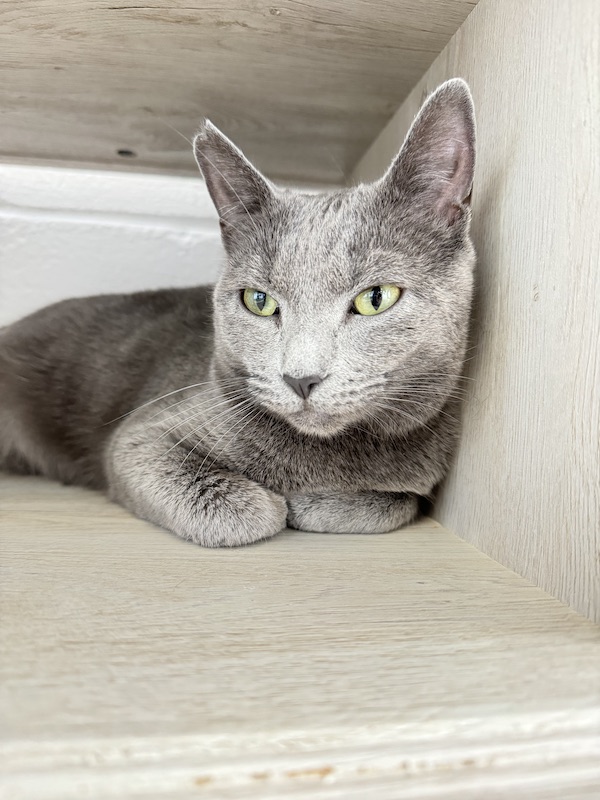 Our Adoptable Cats – Popoki + Tea