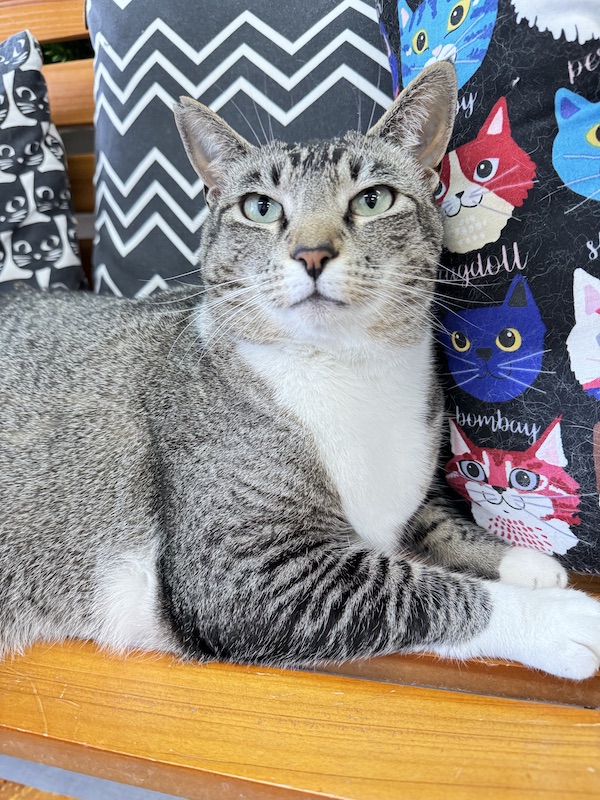 Our Adoptable Cats – Popoki + Tea