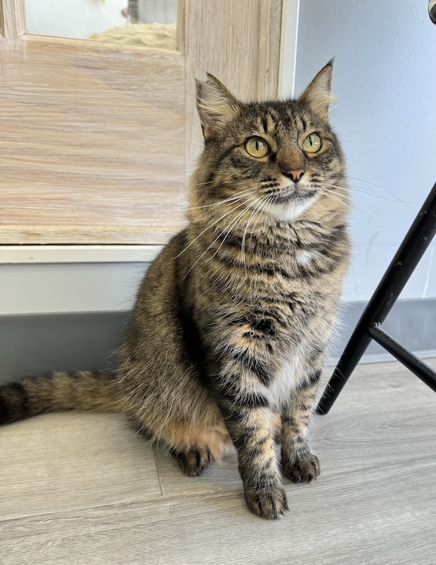 Our Adoptable Cats – Popoki + Tea