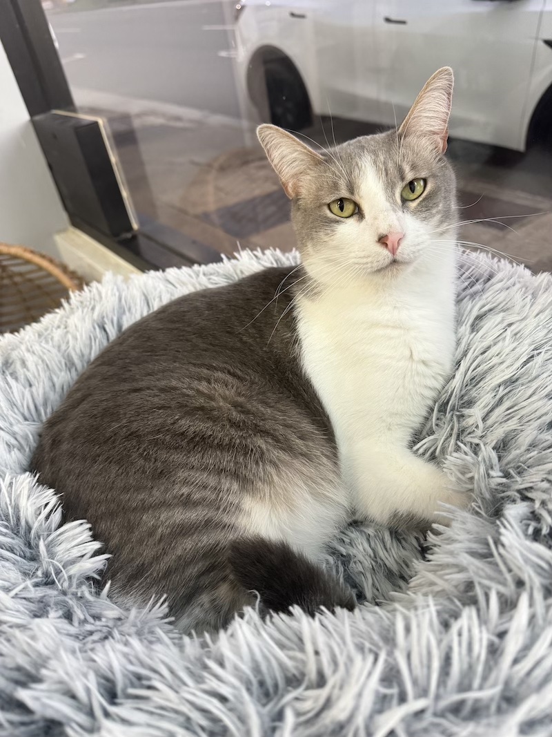 Our Adoptable Cats – Popoki + Tea