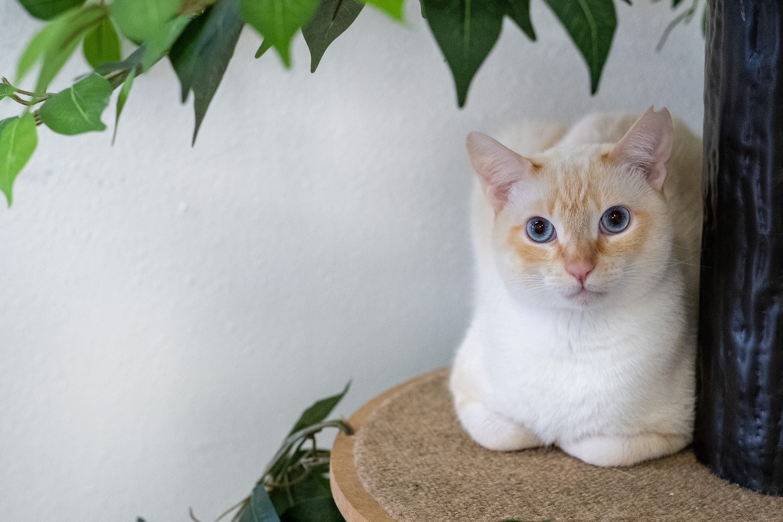 Popoki + Tea – Cat Cafe – Honolulu, Hawai‘i