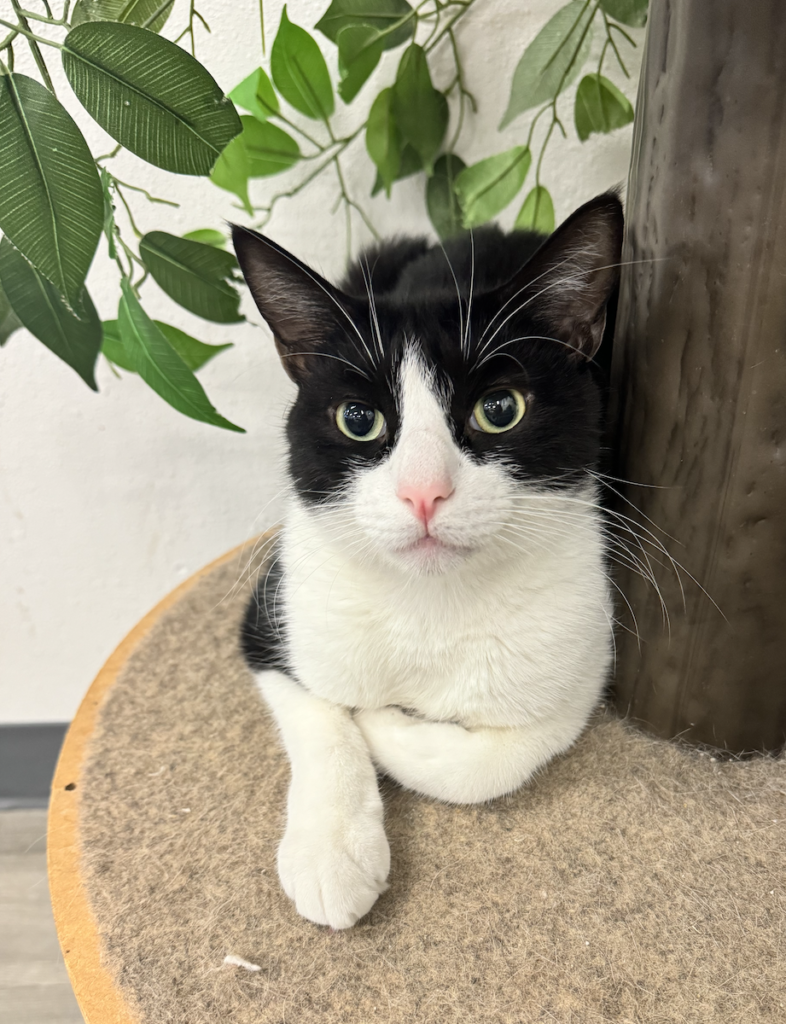 Our Adoptable Cats – Popoki + Tea