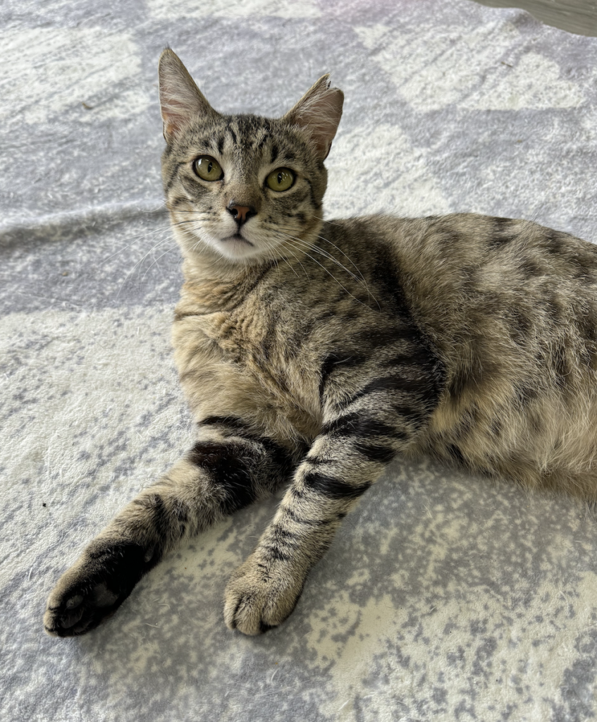 Our Adoptable Cats – Popoki + Tea