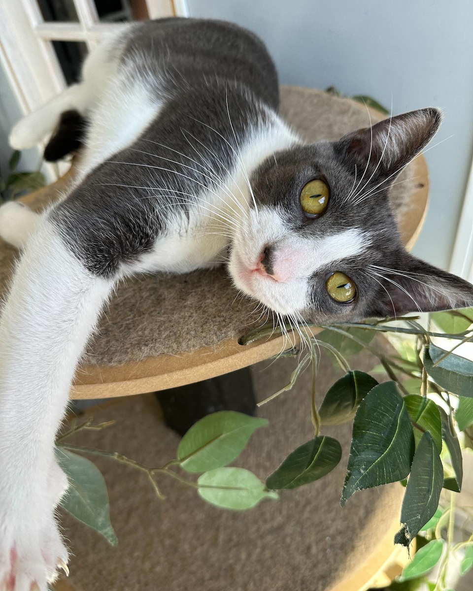 Our Adoptable Cats – Popoki + Tea